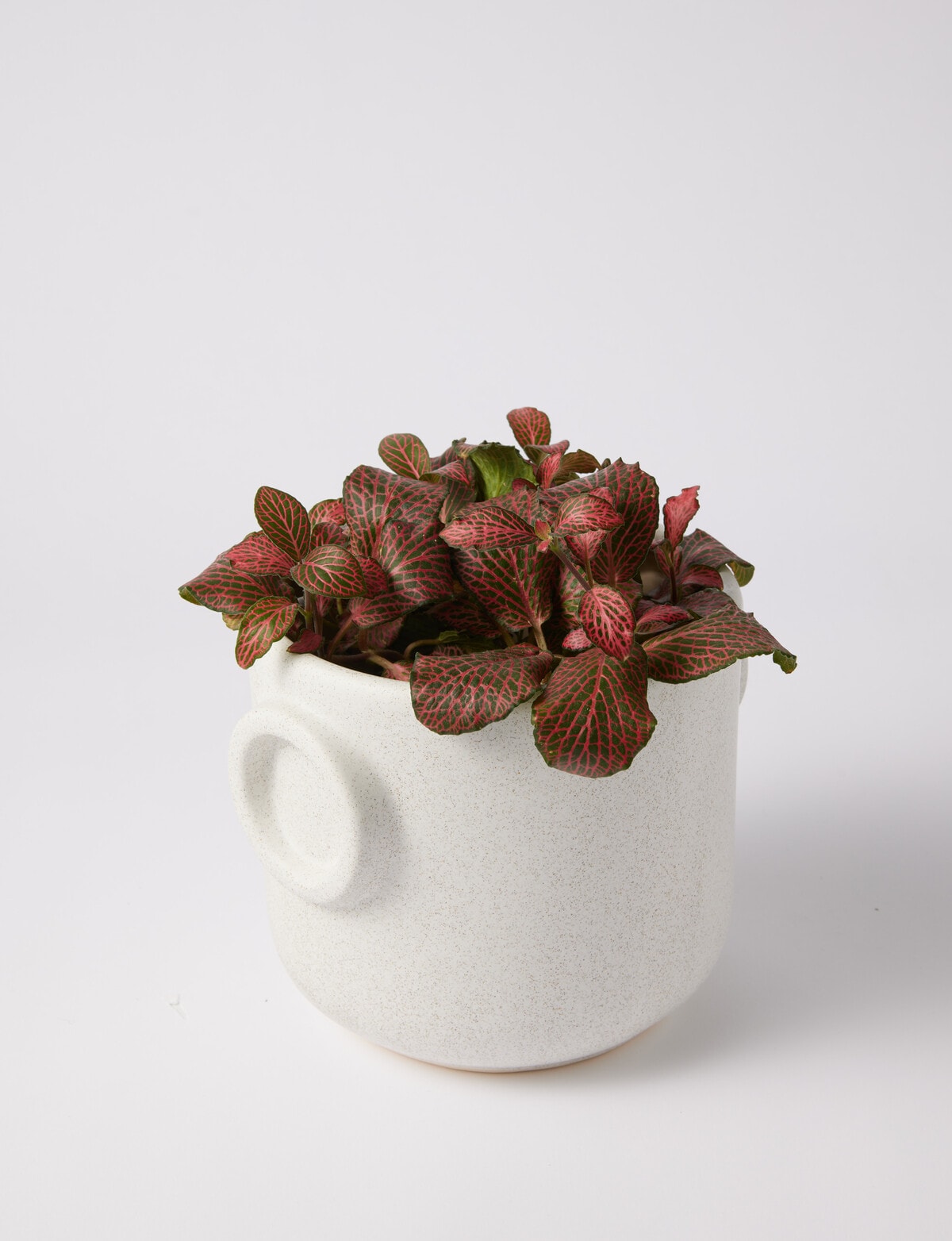 Tilly Home Bower Planter, Small - Artificial Plants & Planters